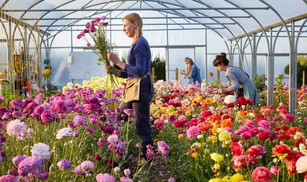Flower Picker - Blog - Work in the Netherlands